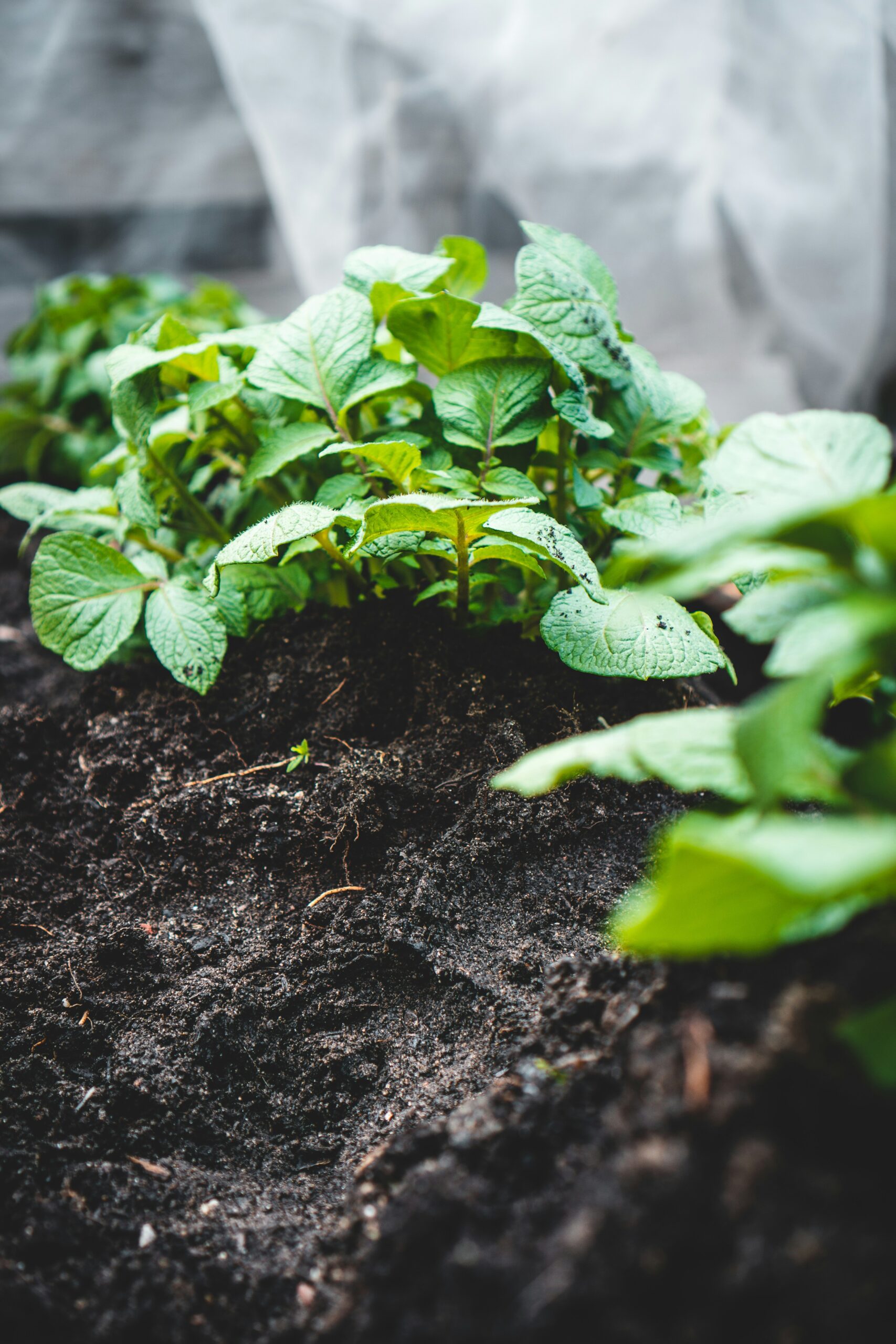 Allelopathic Plants: How Walnuts and Other Plants Release Chemicals ...