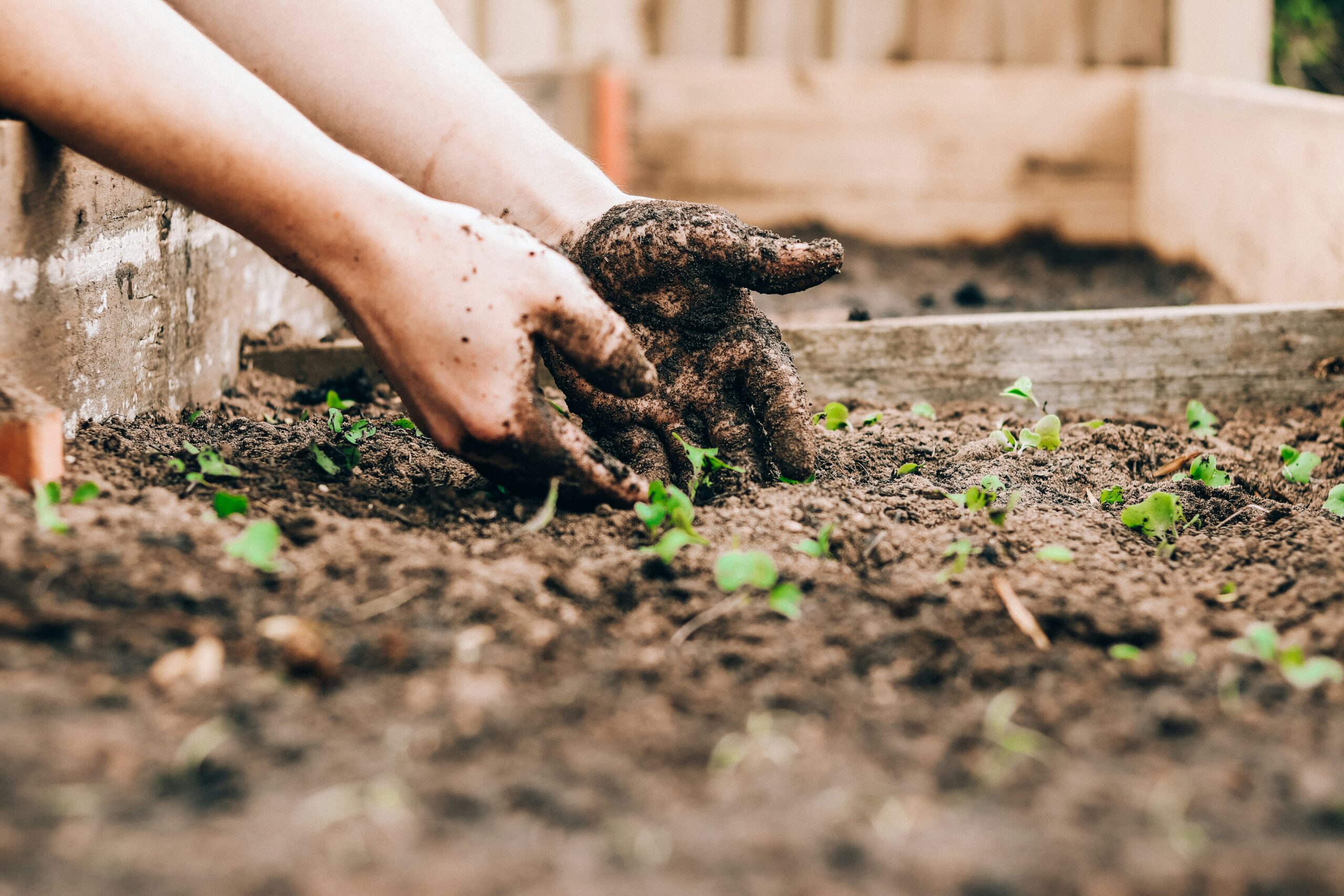 Fasciation in Plants: What It Is and How to Spot It | She Grows Veg