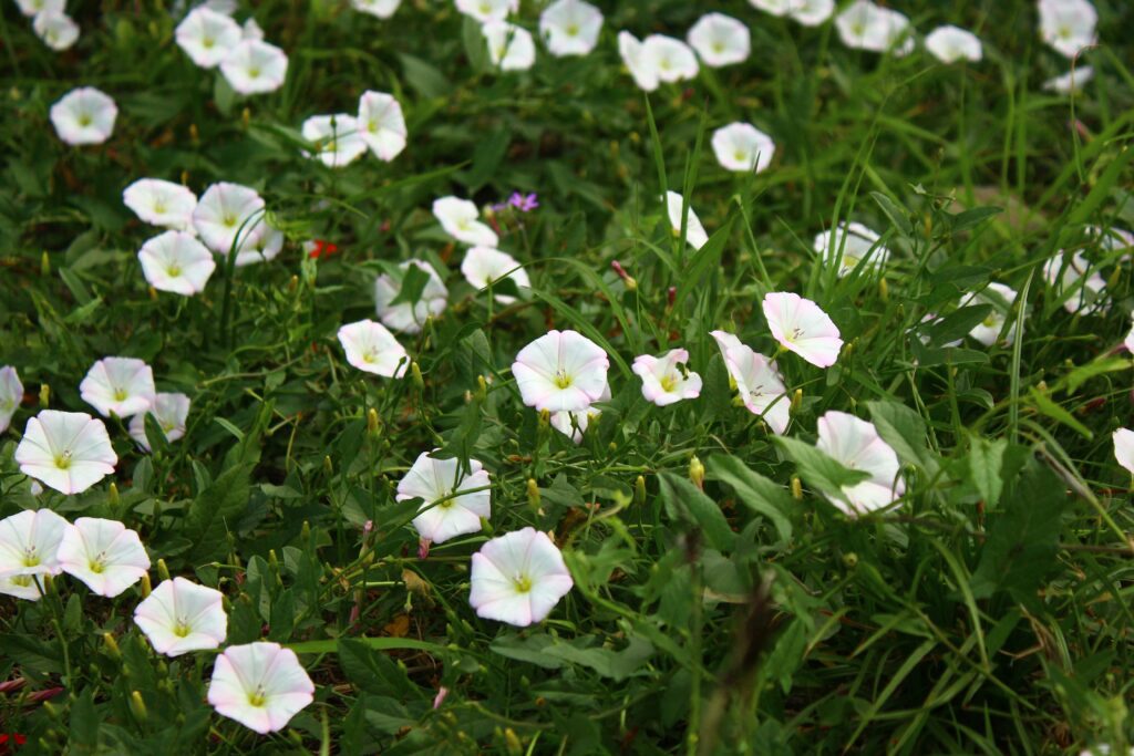 Invasive Weeds: How Bindweed, Couch Grass, and Chickweed Compete for ...
