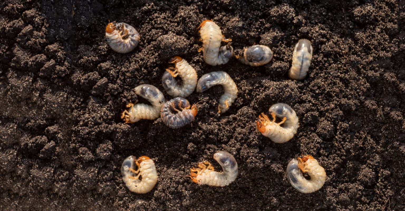 Chafer Grubs in the Garden - What They Are & How to Naturally Deal With ...