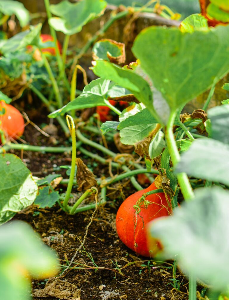 Blossom End Rot on Squash: What It Is and How to Stop It | She Grows Veg