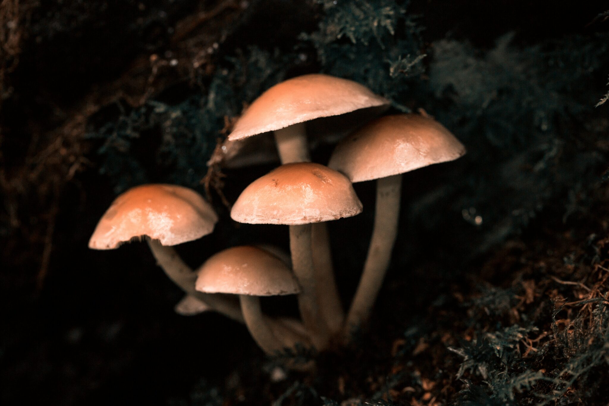 Mushrooms in Compost - What Fungi Really Mean for Your Garden | She ...