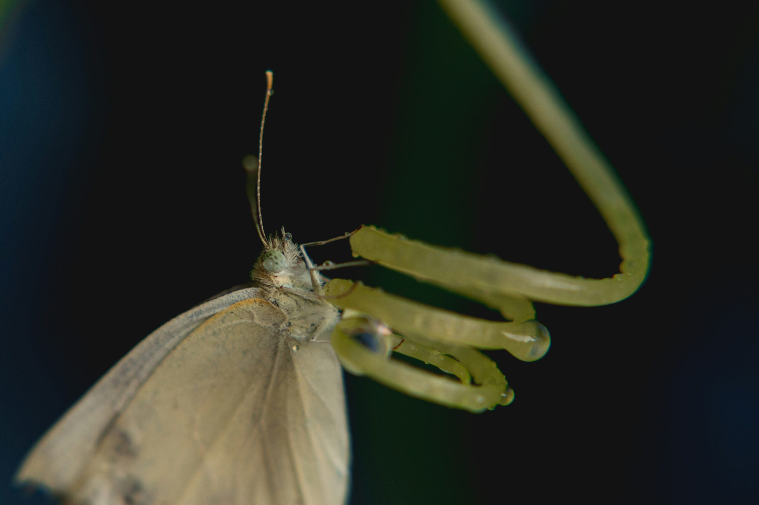 Pea and Bean Moth - How to Spot and Stop This Hidden Garden Pest | She ...