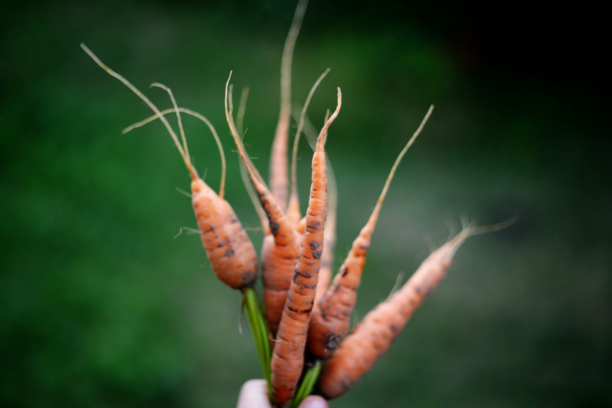 Creepy Yet Delicious: Halloween Vegetables That Steal the Show | She ...