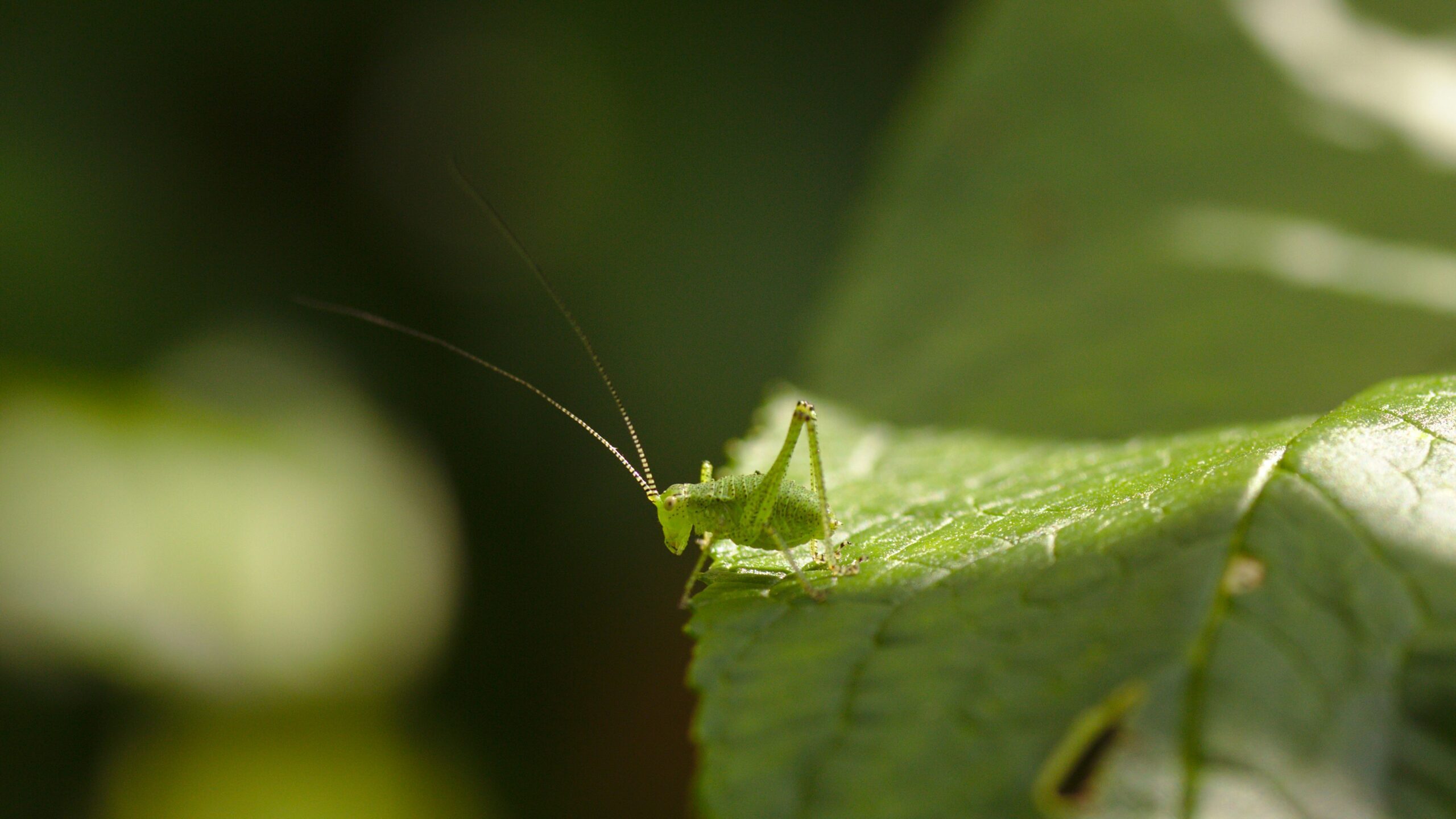 Leafhoppers in Your Garden: How to Spot and Stop These Tiny Jumpers ...