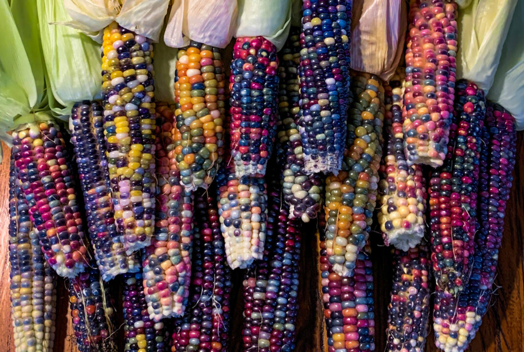 How to Dry Your Drying Corn | She Grows Veg