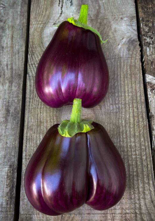 How to Sow and Grow Aubergines | She Grows Veg