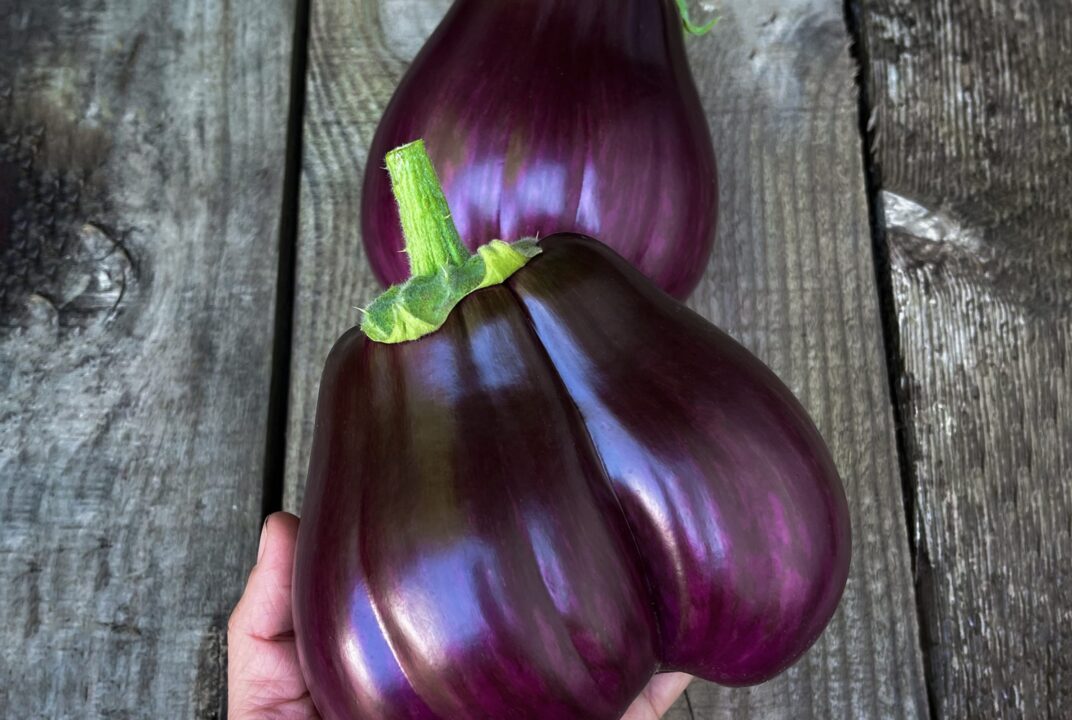 How to Sow and Grow Aubergines | She Grows Veg