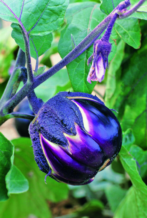 Buy Aubergine Seeds | She Grows Veg