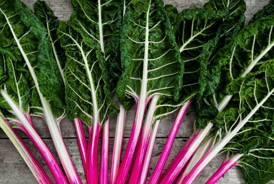 Beginners Hub | She Grows Veg