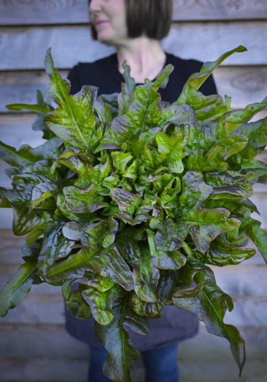 How to Sow and Grow Lettuce | She Grows Veg