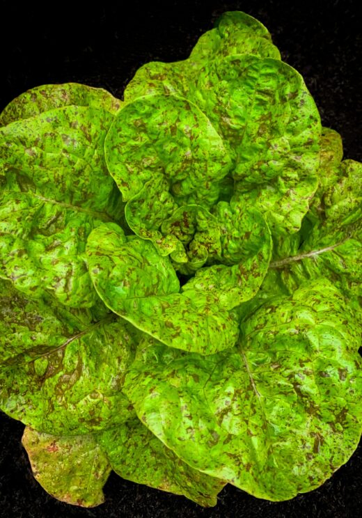 How to Sow and Grow Lettuce | She Grows Veg