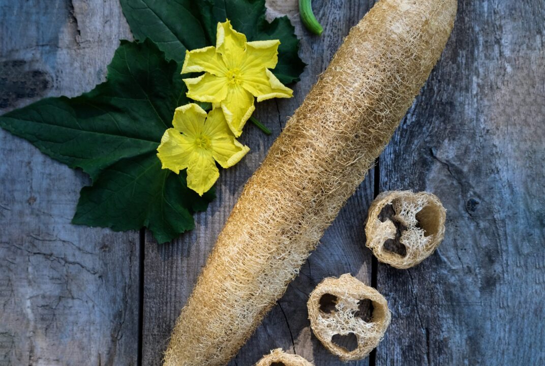 Buy Gourd Seeds | She Grows Veg