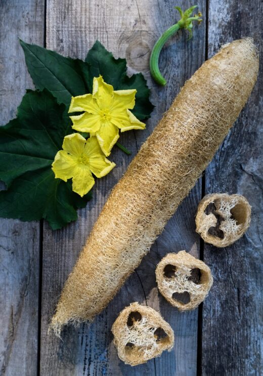 How to Sow and Grow Gourds | She Grows Veg
