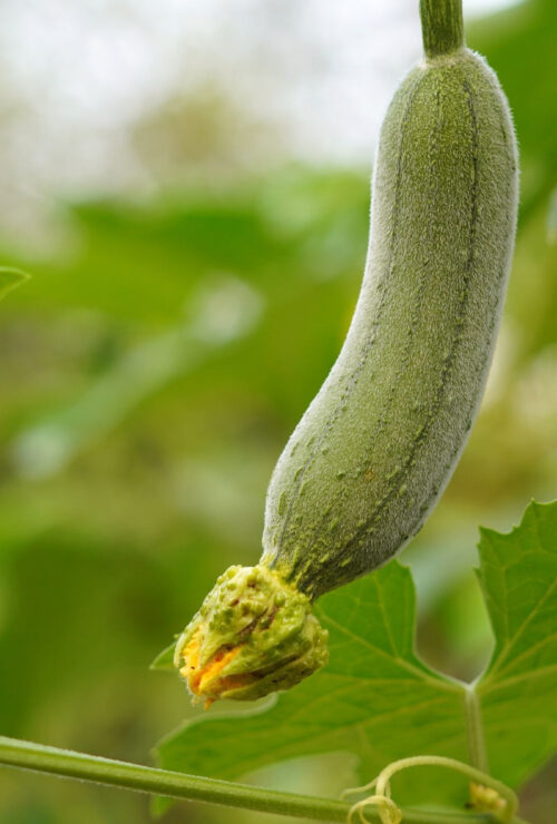 Buy Gourd Seeds | She Grows Veg