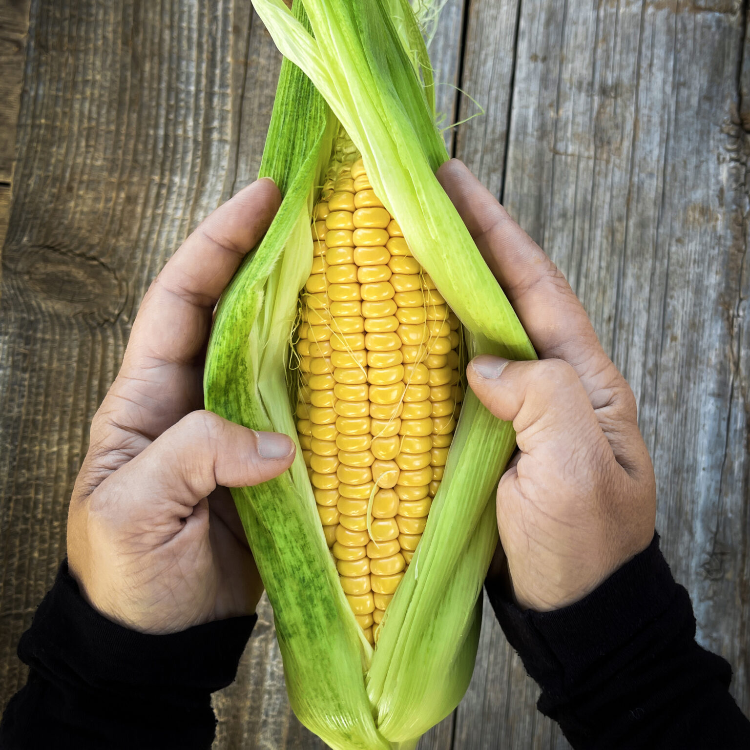 How to Sow and Grow Corn | She Grows Veg