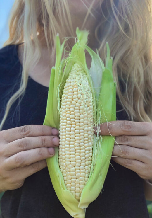 How to Sow and Grow Corn | She Grows Veg