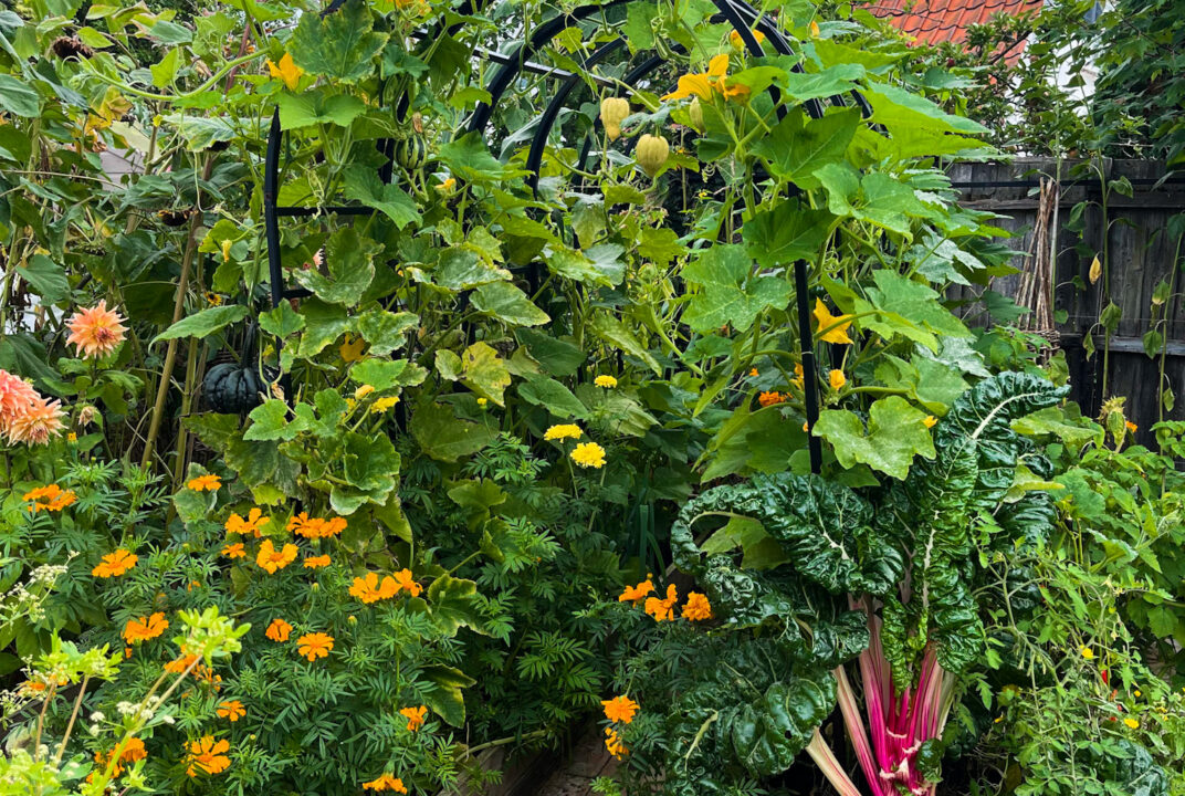 Top 10 Climbing Vegetables to Grow Vertically (and Save a Ton of Space ...