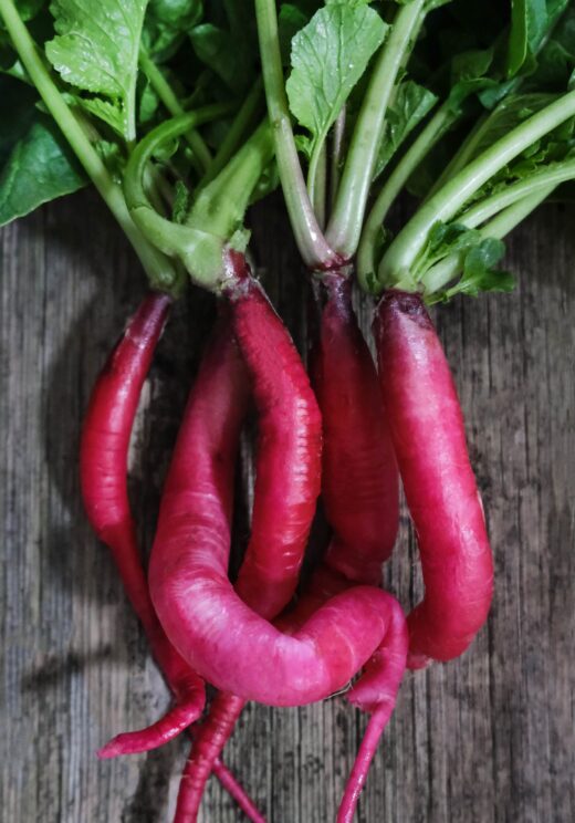 How to Sow and Grow Radishes | She Grows Veg