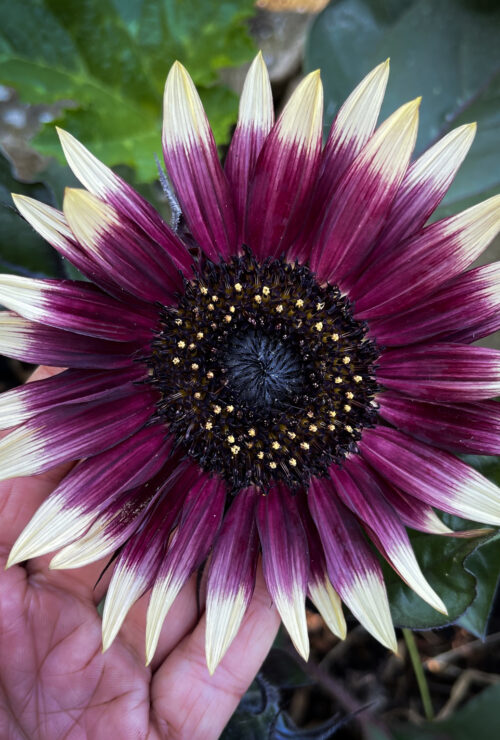 Buy Sunflower Seeds | She Grows Veg