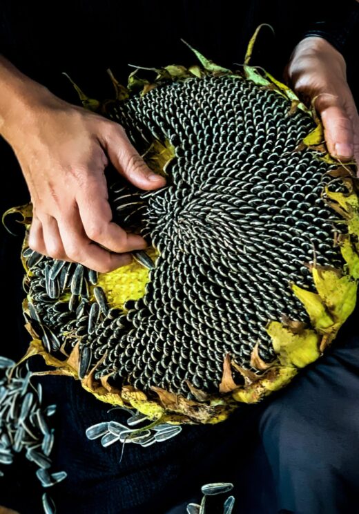Four Surprising Ways to Eat Sunflowers | She Grows Veg