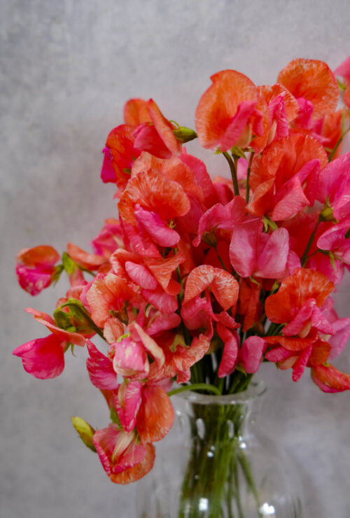 Buy Sweet Pea Seeds | She Grows Veg