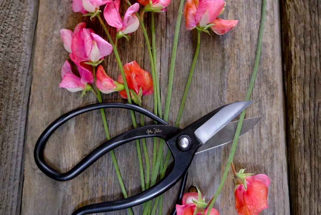 Buy Sweet Pea Seeds | She Grows Veg