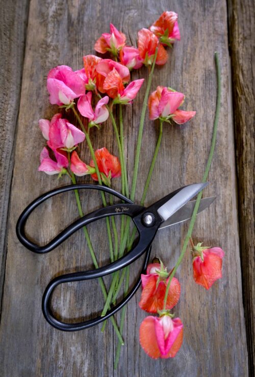 Buy Sweet Pea Seeds | She Grows Veg