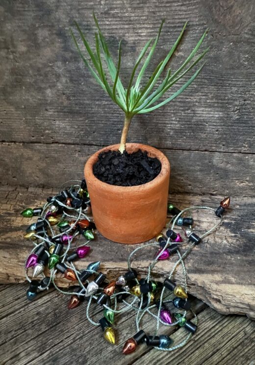 Buy Our Edible Tree Seeds | She Grows Veg