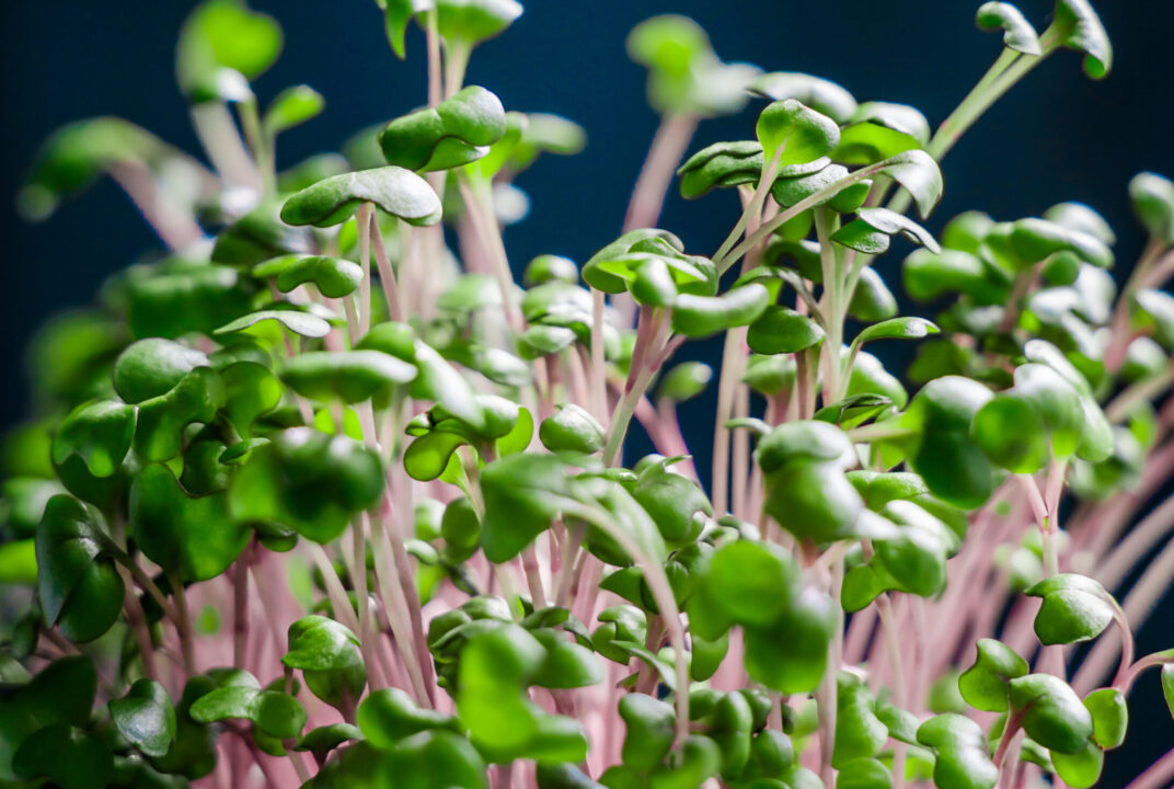 Shop Our Heirloom Microgreen Seeds | She Grows Veg