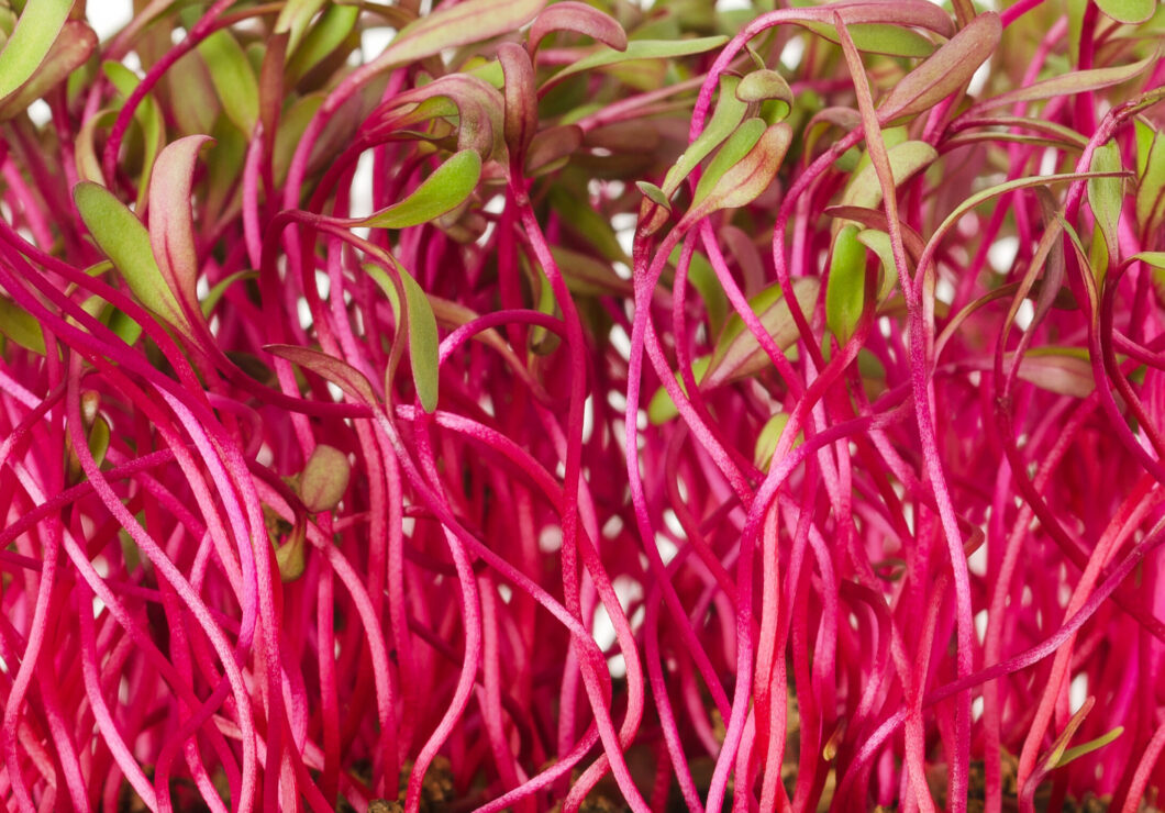 Shop Our Heirloom Microgreen Seeds | She Grows Veg