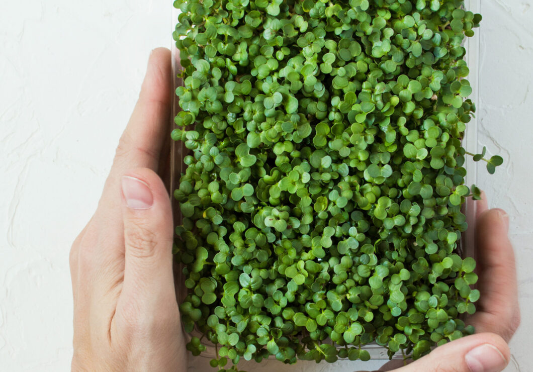 How to Grow Microgreens | She Grows Veg