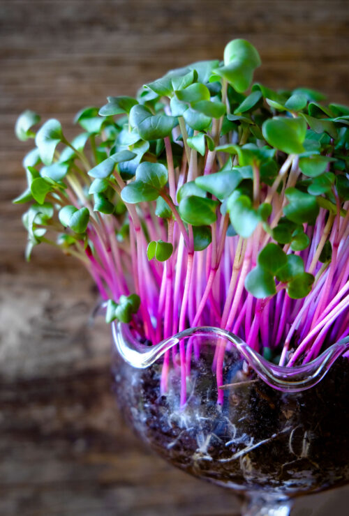 Shop Our Heirloom Microgreen Seeds | She Grows Veg