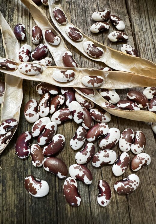 Buy Dwarf Bean Red Swan Seeds | She Grows Veg