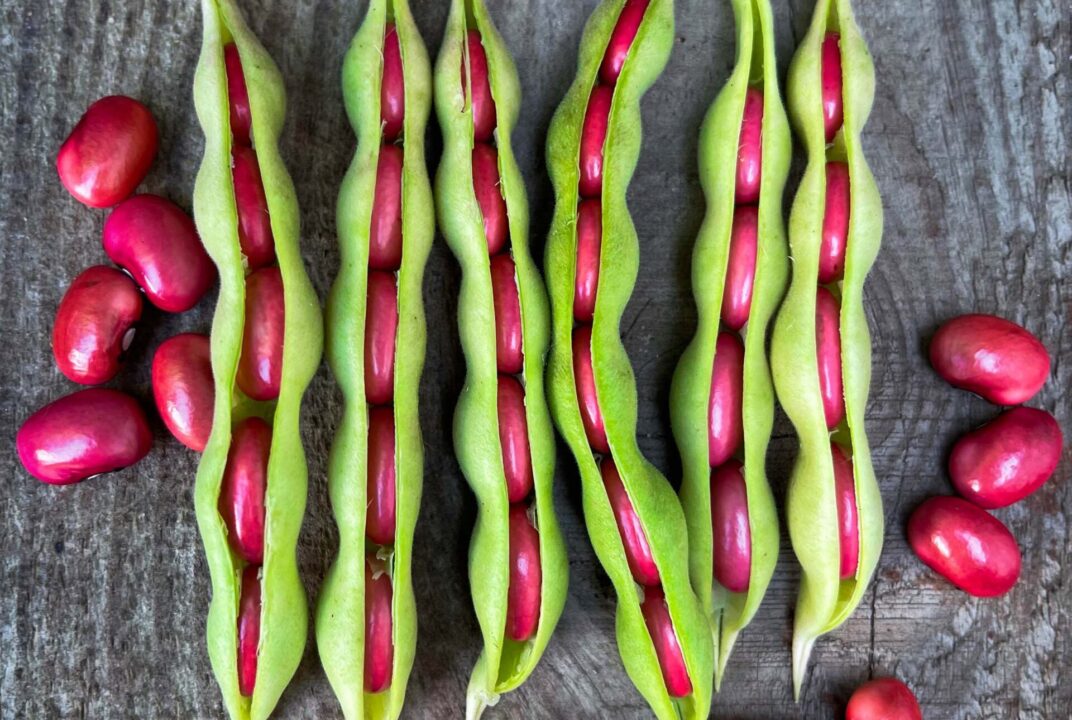 Buy Bean Seeds | She Grows Veg