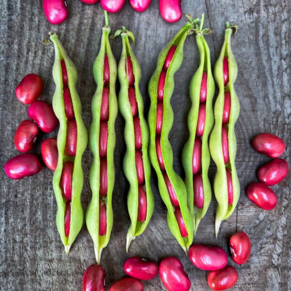 Buy Vegetable Seeds | She Grows Veg