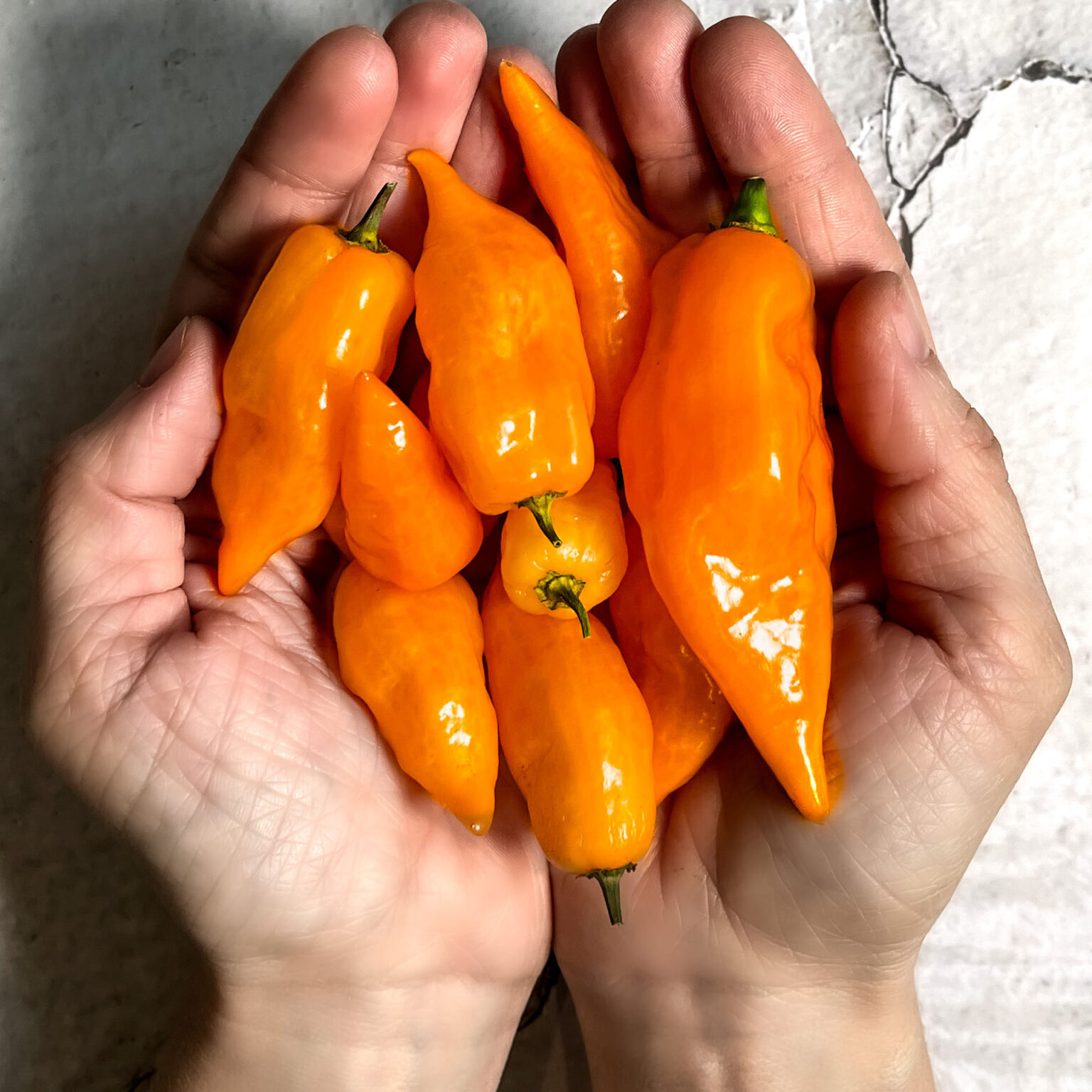 How to Sow and Grow Peppers and Chillis | She Grows Veg