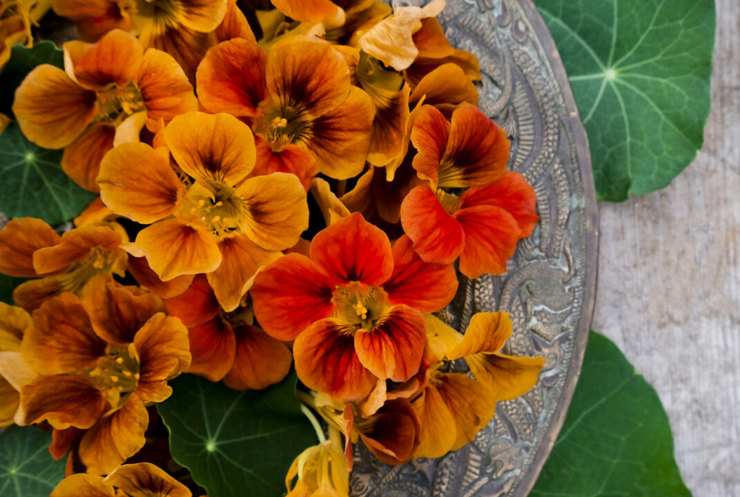 How to Sow and Grow Nasturtiums | She Grows Veg