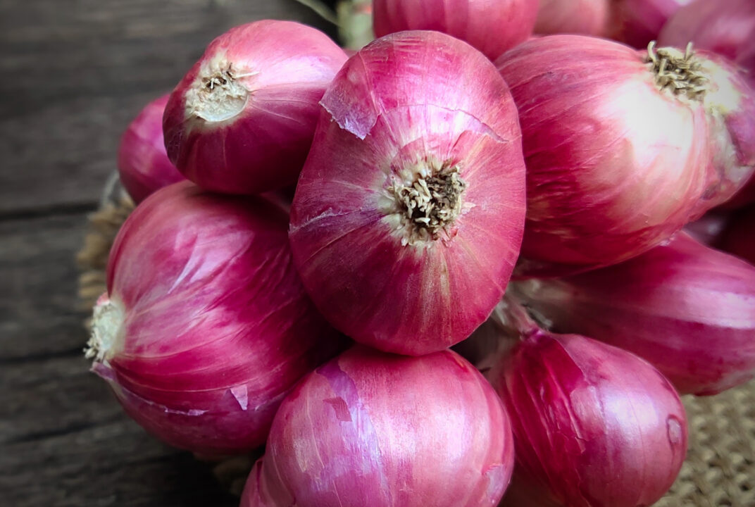 How to Sow and Grow Onions | She Grows Veg
