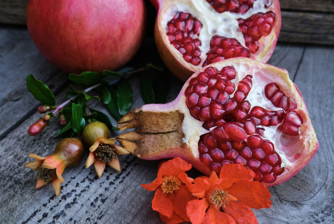 How to Sow and Grow Aubergines | She Grows Veg