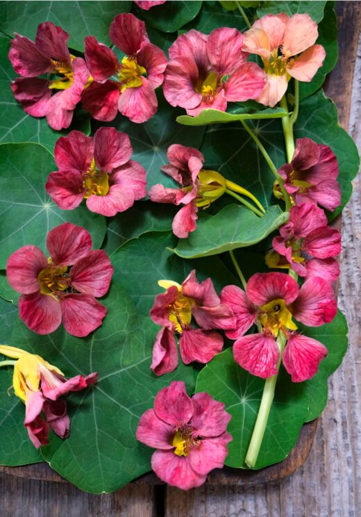 How to Sow and Grow Nasturtiums | She Grows Veg
