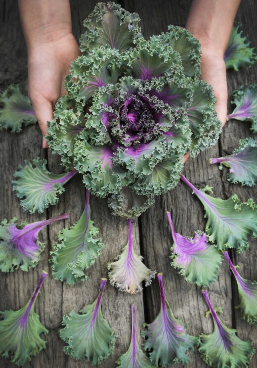 Buy Hyacinth Bean Ruby Moon Seeds | She Grows Veg