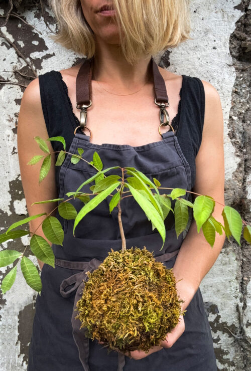 Buy Our Edible Tree Seeds | She Grows Veg