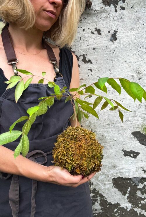 Buy Our Edible Tree Seeds | She Grows Veg