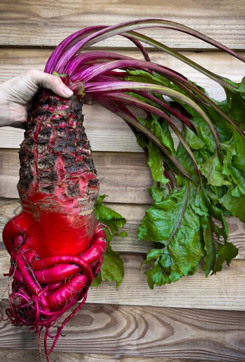 Buy Beetroot Seeds | She Grows Veg