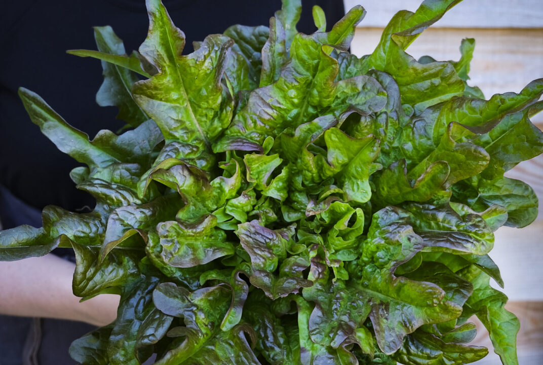 How to Sow and Grow Aubergines | She Grows Veg