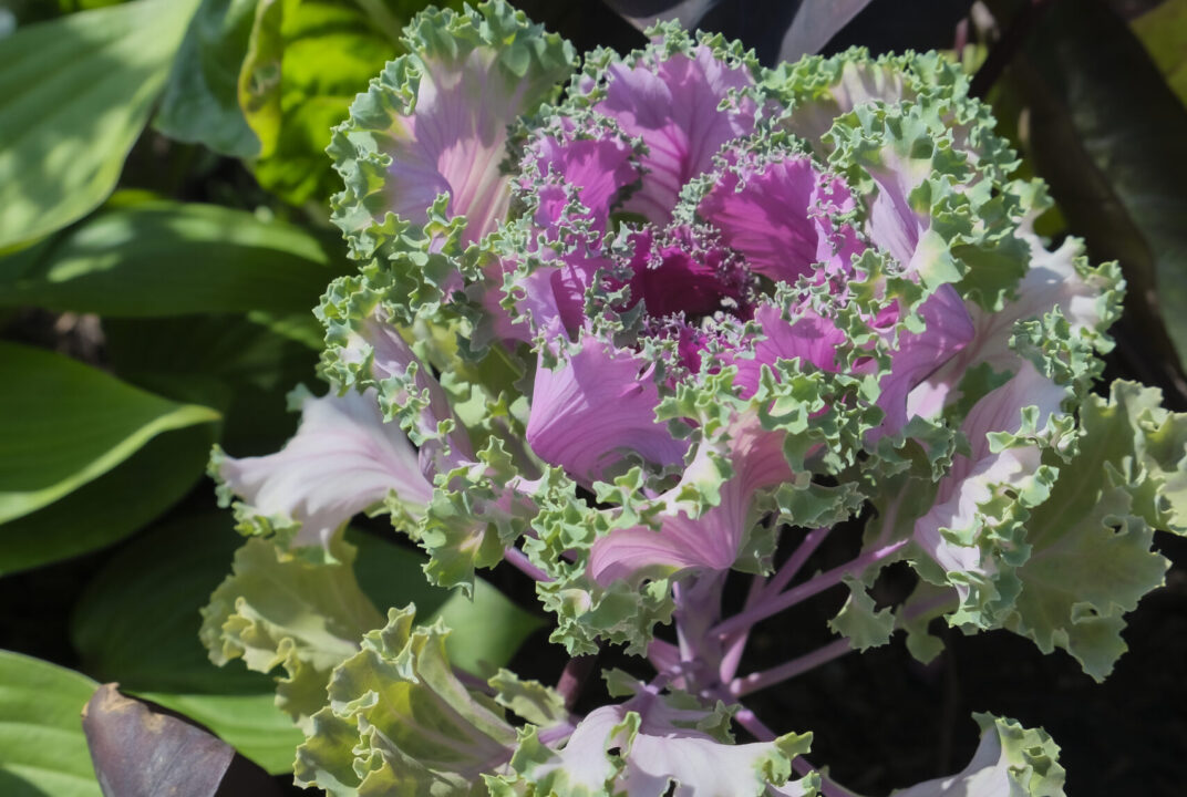 How to Sow and Grow Kale | She Grows Veg