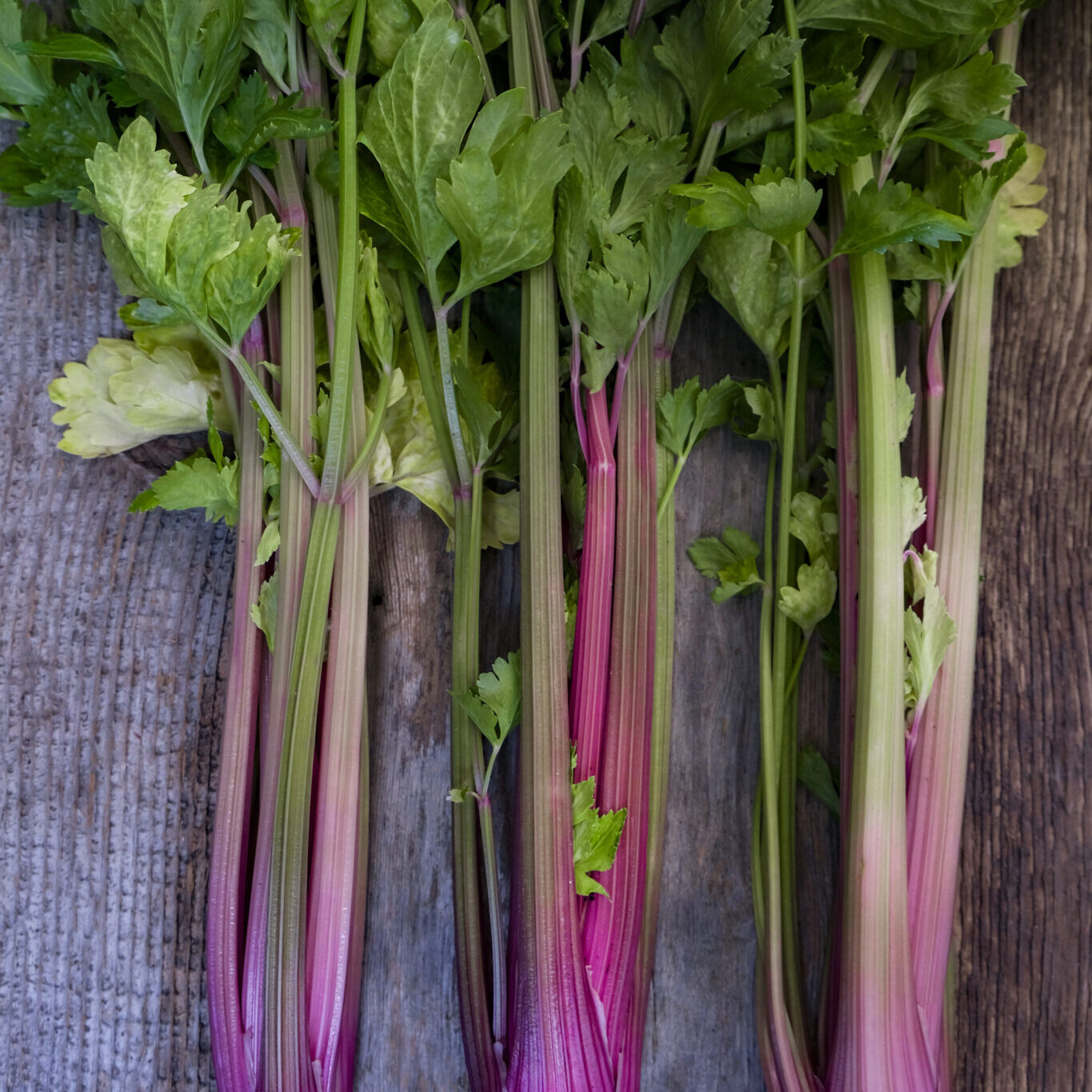 Unusual British Vegetable Varieties | She Grows Veg