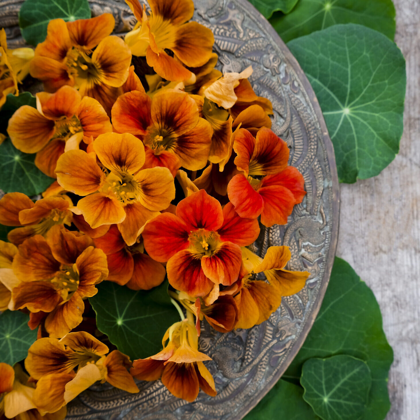 How to Sow and Grow Nasturtiums | She Grows Veg