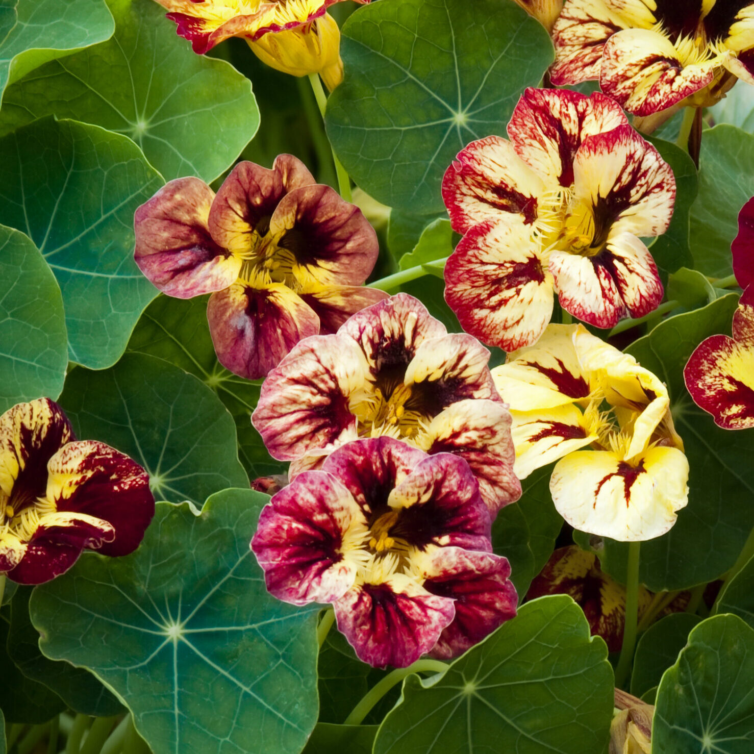 How to Sow and Grow Nasturtiums | She Grows Veg